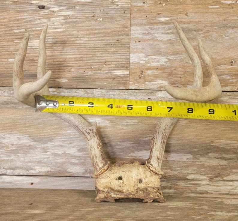 Vintage 7 Point Whitetail Deer Skull Cap Mount. AUTHENTIC RUSTIC ...