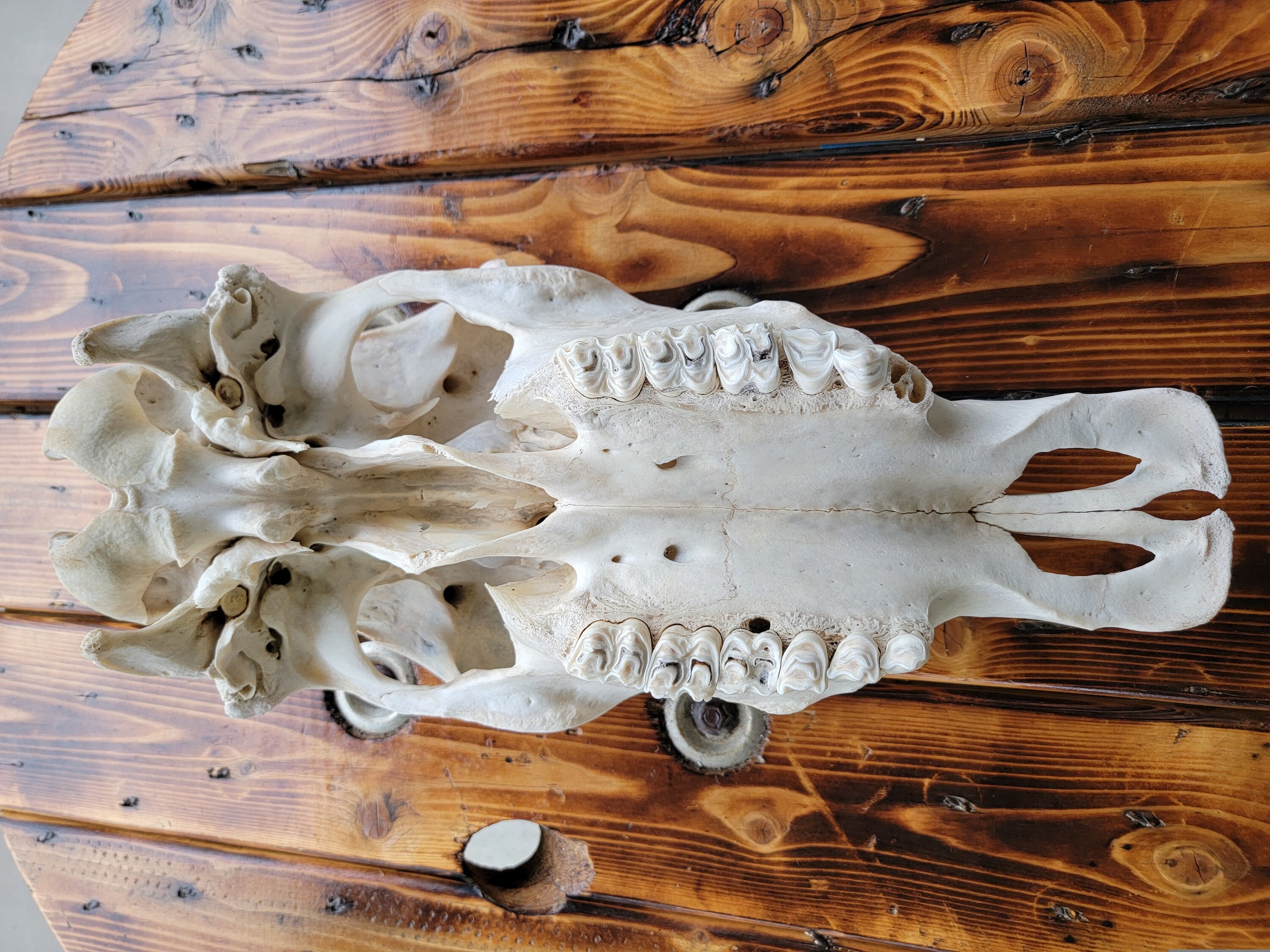 Nature Cleaned REAL Cow Skull. Natural - Etsy