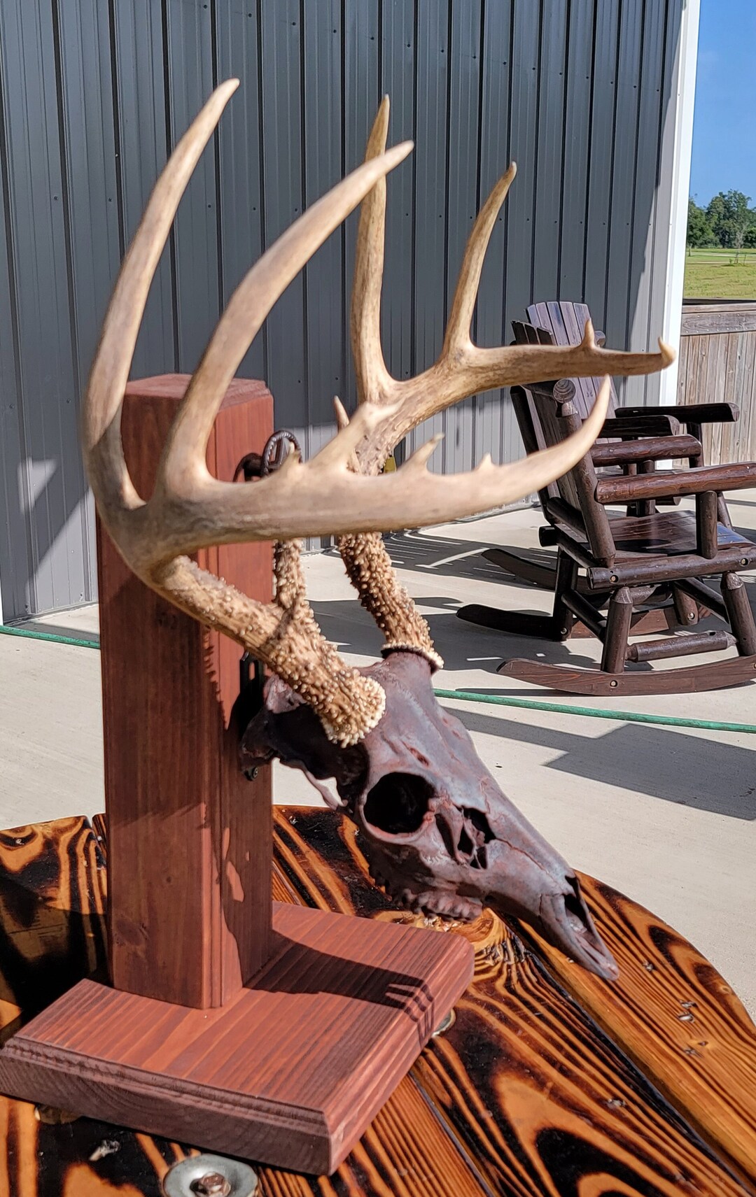 Custom Table Top Pedestal/mount for European Mount - Deer, Sheep ...