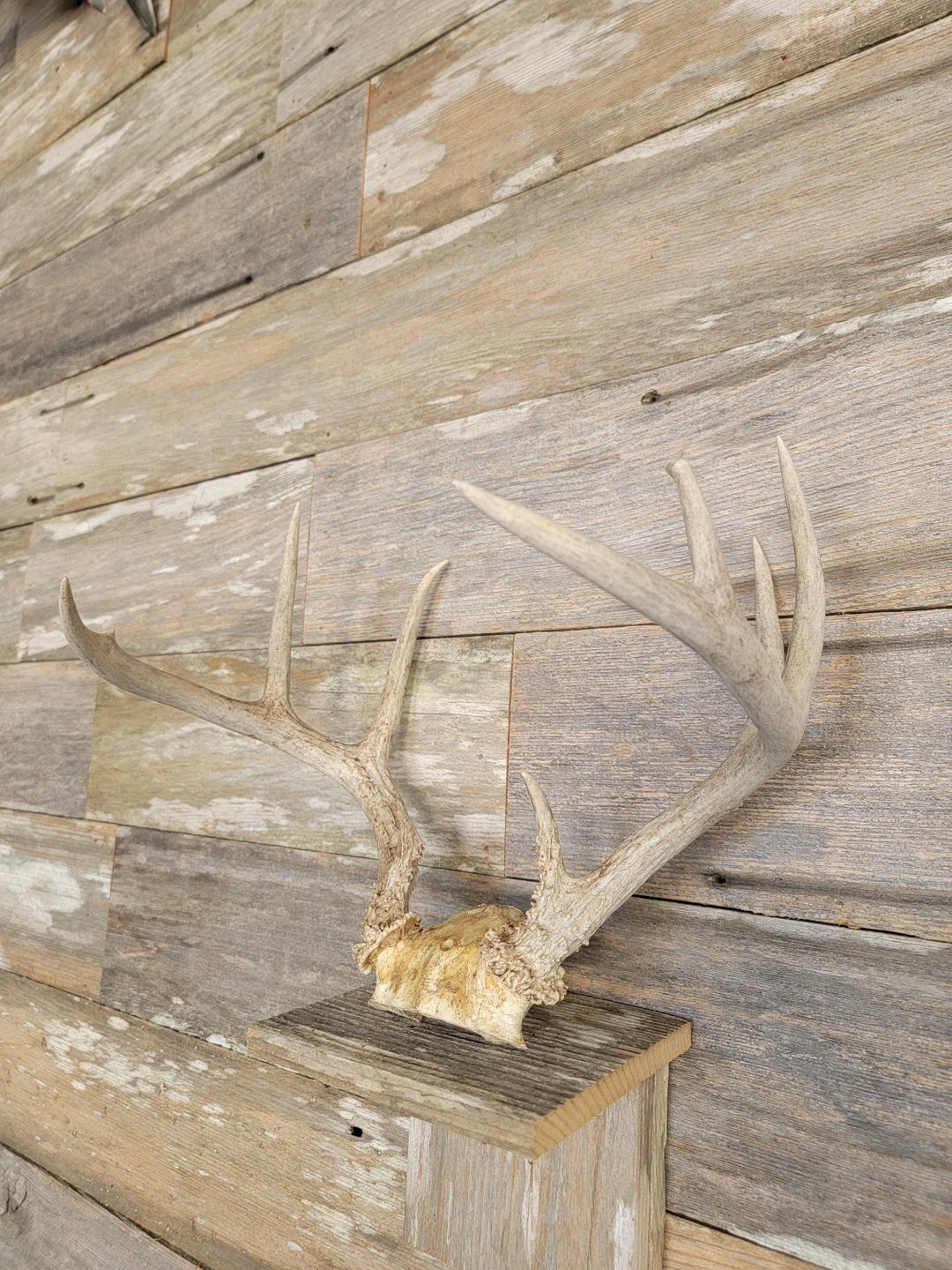 Whitetail Deer Skull Cap Mount. 9pt Buck AUTHENTIC RUSTIC Antlers ...