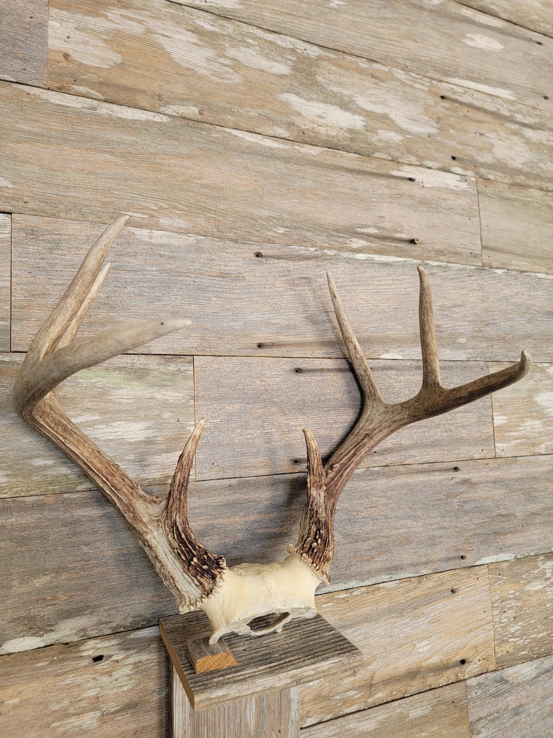 Unique Thick 8 Point Whitetail Deer Skull Cap Mount. AUTHENTIC RUSTIC ...