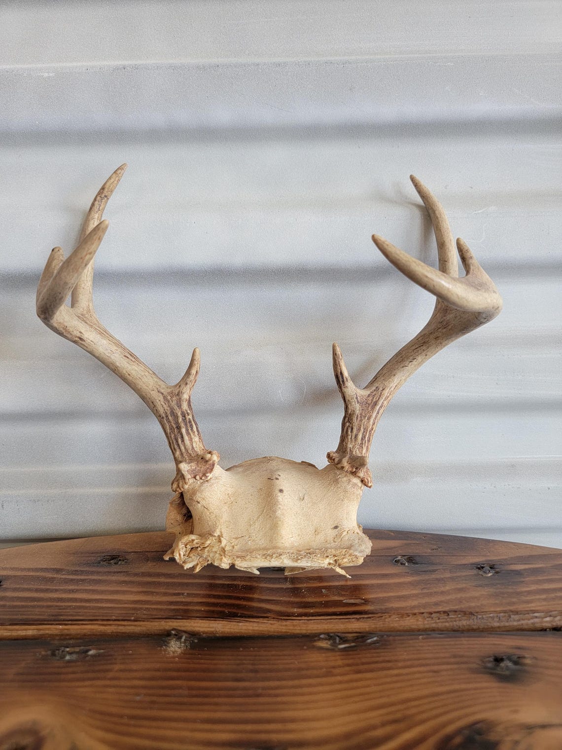 8 Point Whitetail Deer Skull Cap Mount. AUTHENTIC RUSTIC Antlers ...