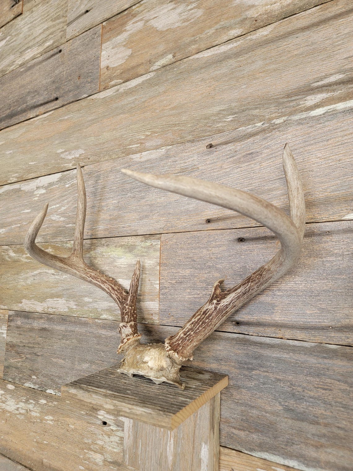6 Point Whitetail Deer Skull Cap Mount. AUTHENTIC RUSTIC Antlers ...