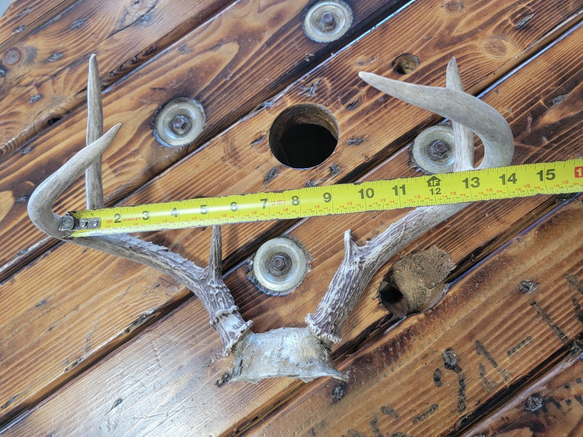 6 Point Whitetail Deer Skull Cap Mount. AUTHENTIC RUSTIC Antlers ...