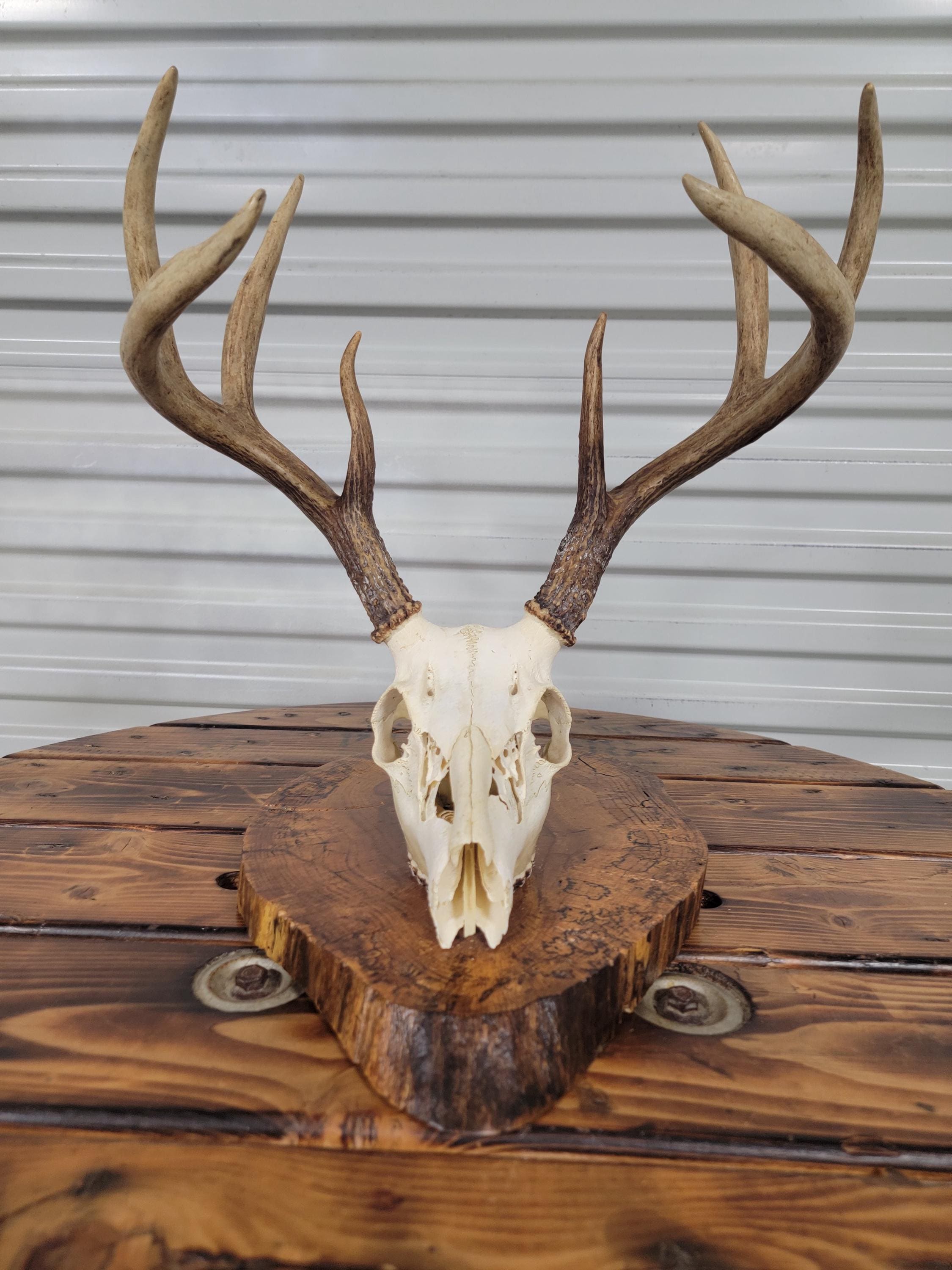 BEAUTIFUL Table Top Whitetail Deer European Mount. 8pt Buck. REAL ...