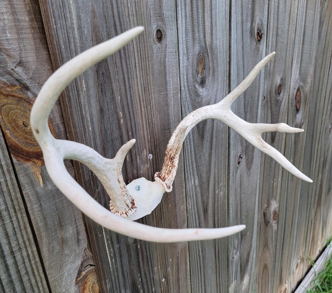 Whitetail Deer Skull Cap Mount. 7pt Buck AUTHENTIC RUSTIC Antlers & 11. ...