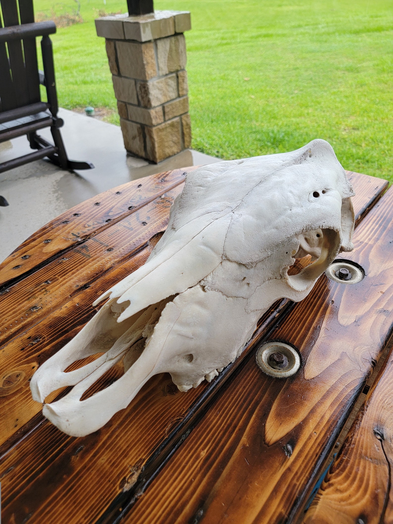 Nature Cleaned REAL Cow Skull. Natural - Etsy