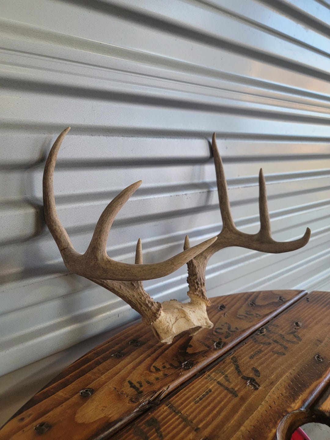 8 Point Whitetail Deer Skull Cap Mount. AUTHENTIC RUSTIC Antlers ...
