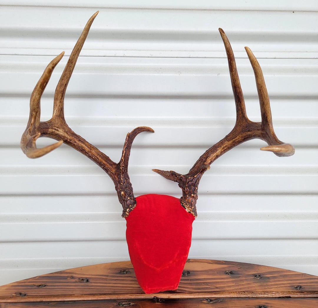 Whitetail Deer 10 Point Antler Mount Rough-wrapped. Extra Trash Points ...