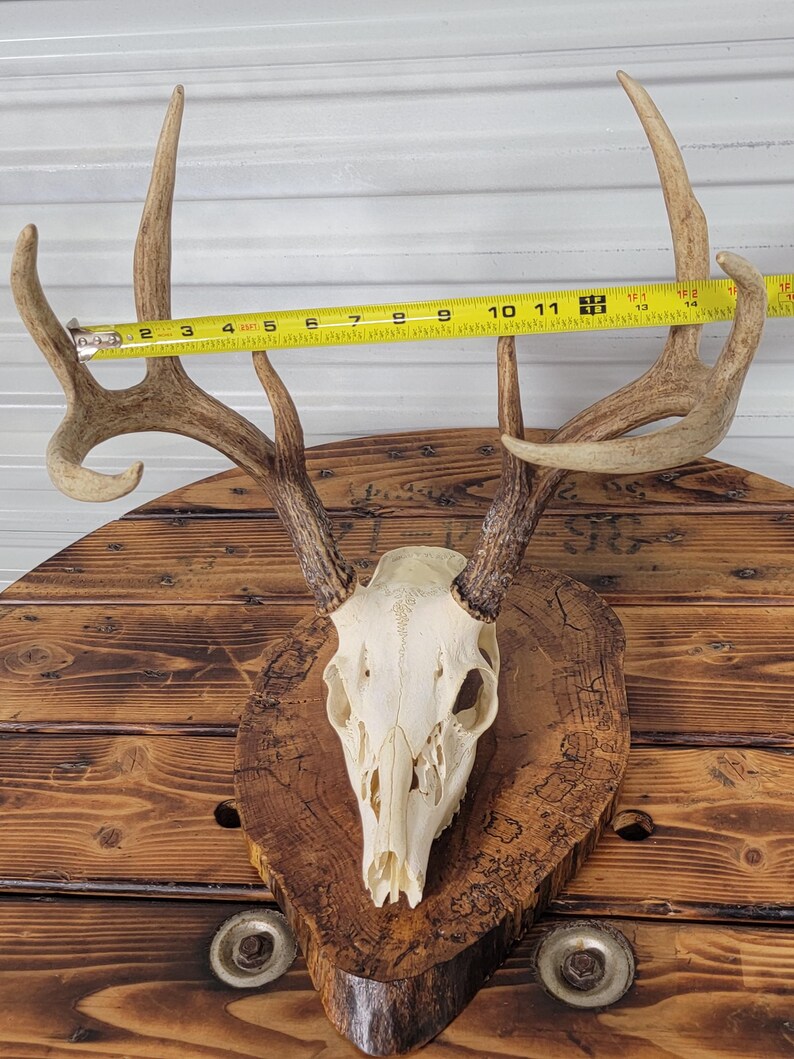 Whitetail Deer 8pt Buck European Mount, Tabletop Taxidermy - Etsy