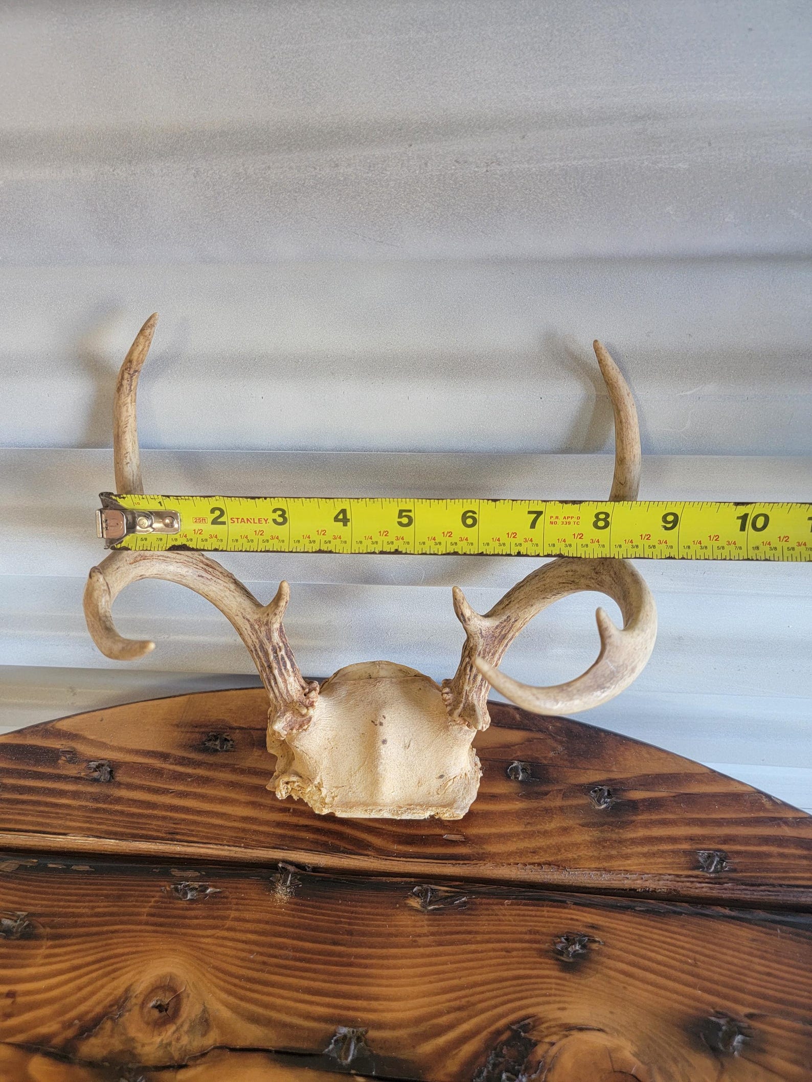 8 Point Whitetail Deer Skull Cap Mount. AUTHENTIC RUSTIC Antlers ...