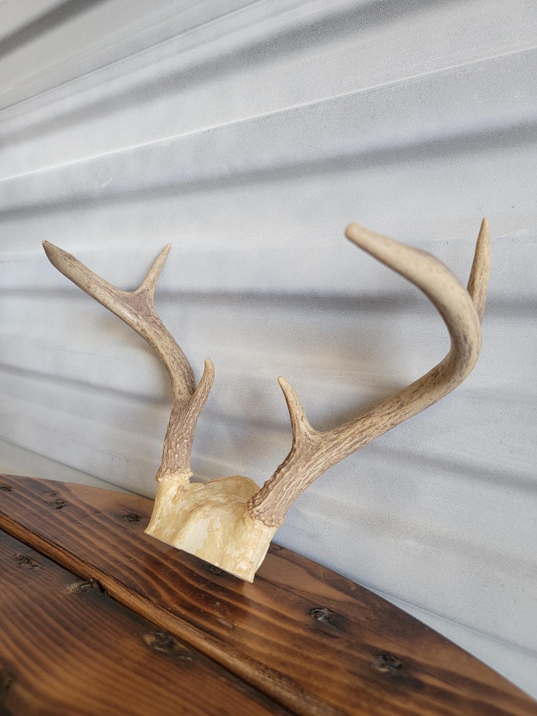 6 Point Whitetail Deer Skull Cap Mount. AUTHENTIC RUSTIC Antlers ...