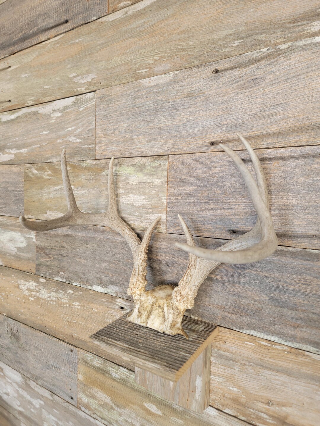 8 Point Whitetail Deer Skull Cap Mount. AUTHENTIC RUSTIC Antlers ...