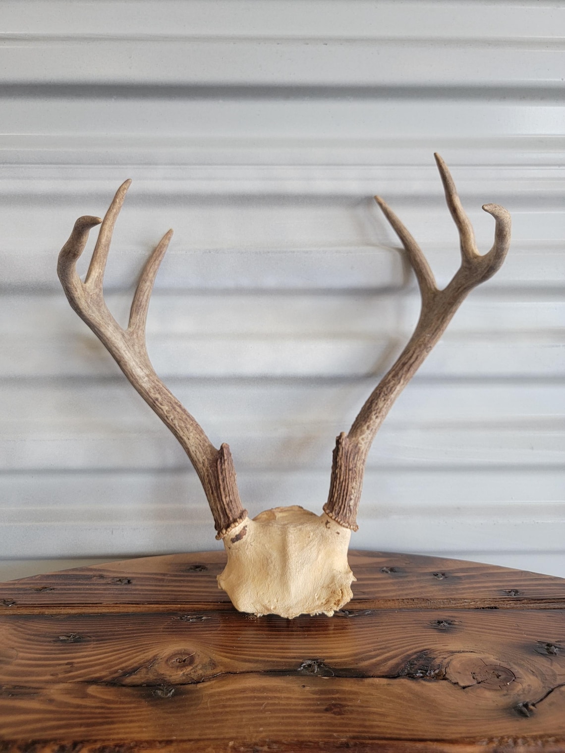 TALL 6 Point Whitetail Deer Skull Cap Mount. AUTHENTIC RUSTIC Antlers ...