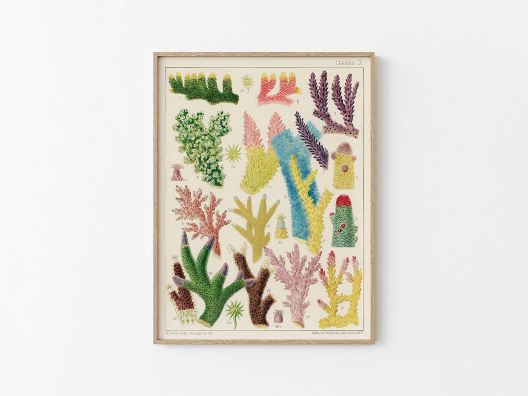 Nautical Coral Poster Beach House Ocean Room Wall Art Vintage Print ...