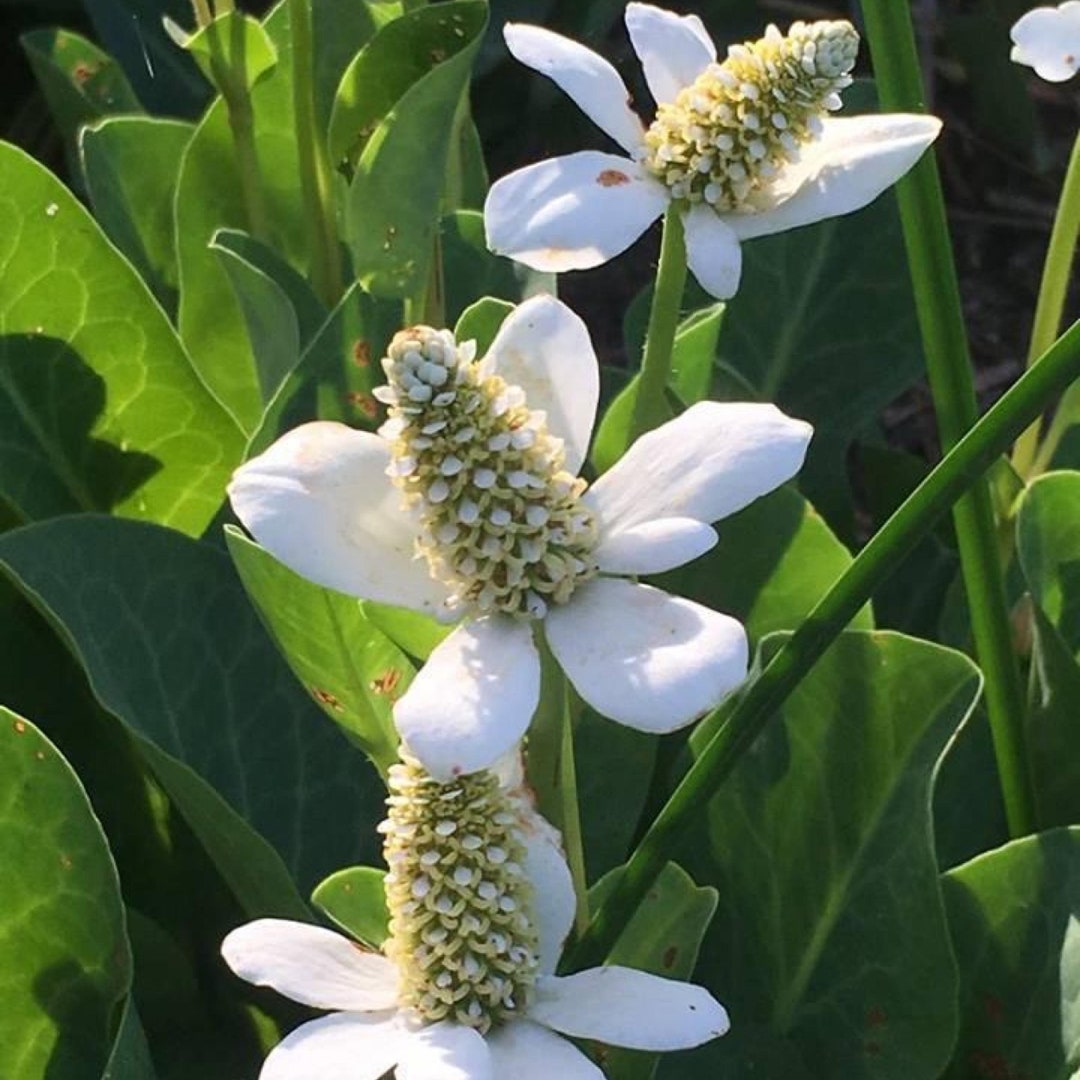 Yerba Mansa, a Great Live Pond Plant for Your Water Garden. Filters the ...