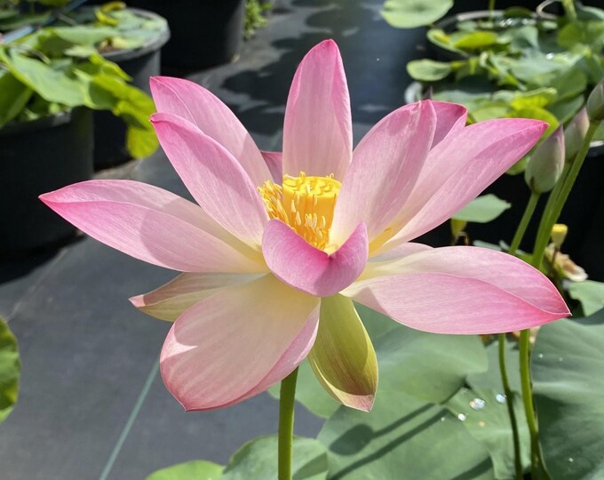 Somahai, Lotus Tuber Live Aquatic Plant Free Flowering Huge Blooms ...
