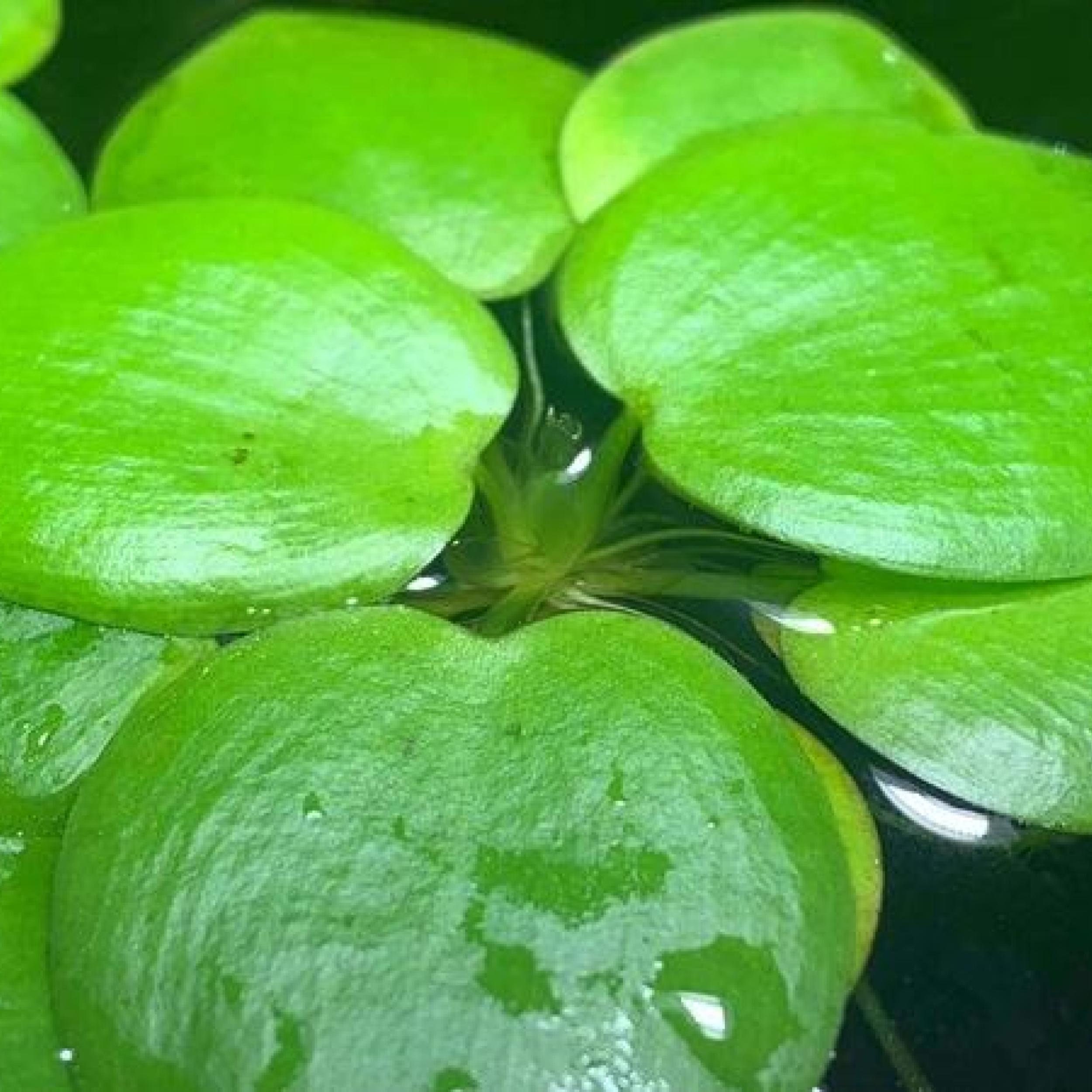 Frogbit Floating Pond Plants Live Aquatic Plant Great for Koi - Etsy
