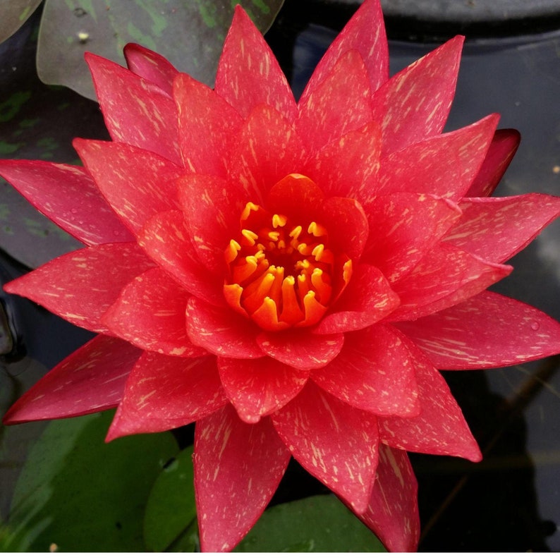 Wanvisa Live Perennial Water Lily Perfect Pond Plant Pre Grown Bare ...