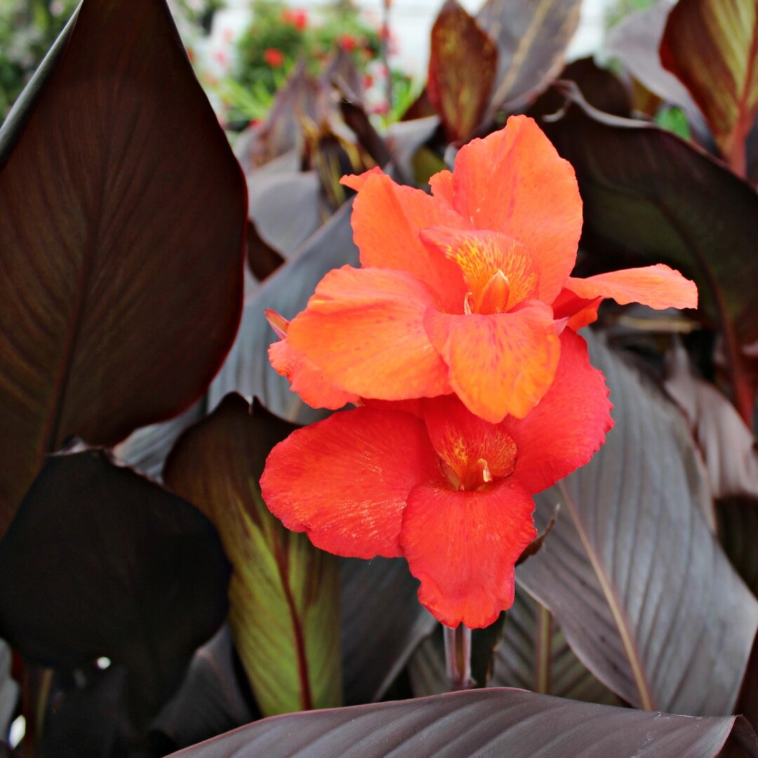 Canna Australia, a Great Live Pond Plant for Your Water Garden. Filters ...