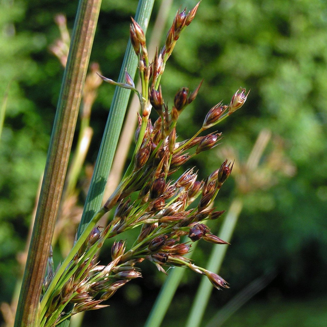 Blue Arrows Rush, a Great Live Pond Plant for Your Water Garden ...