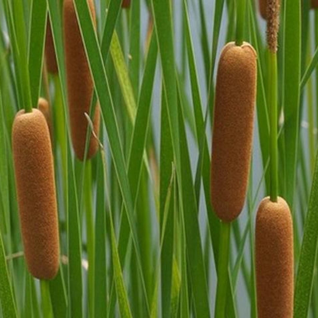 Graceful Cattail, a Great Live Pond Plant for Your Water Garden Filters ...