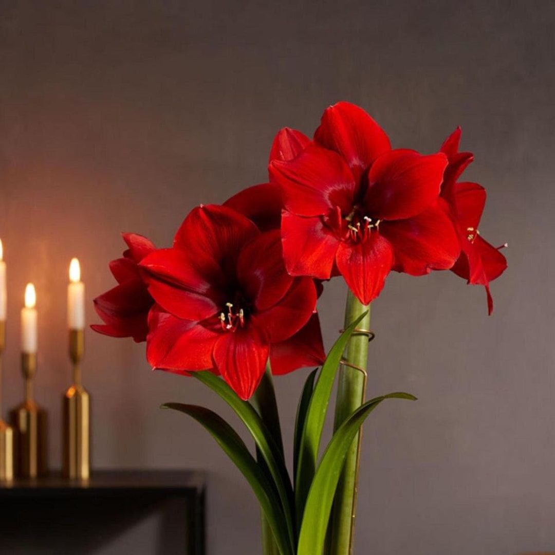 Amaryllis Bulb Kit: Red Lion in Stunning Custom Glass Vase NO MESSY ...