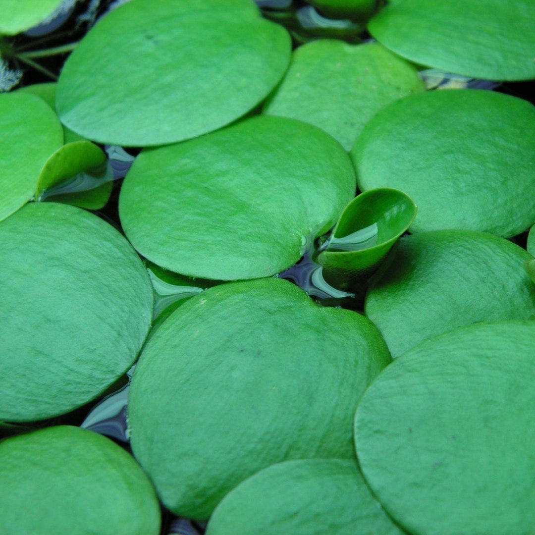 Frogbit Floating Pond Plants Live Aquatic Plant Great for Koi Ponds and ...