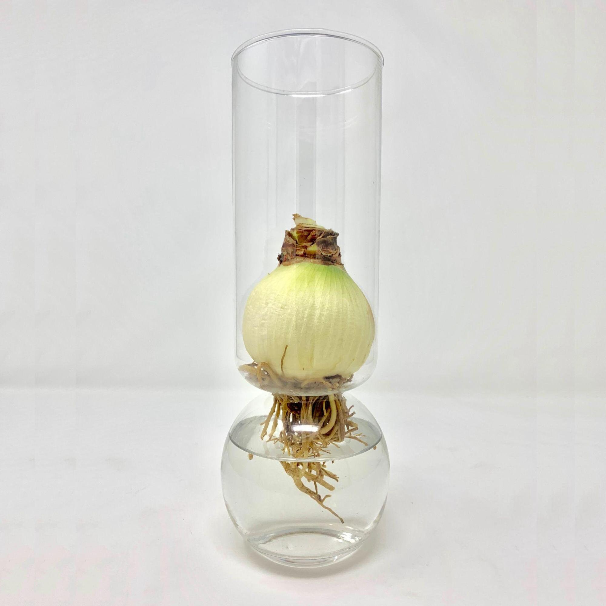 Glass Bulb Vase, Tall Great for Amaryllis Paperwhites Hyacinth Stunning ...