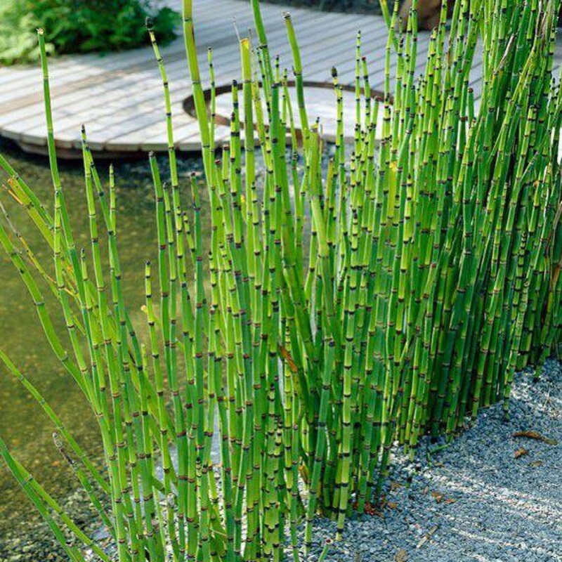 Horsetail Plant - Etsy