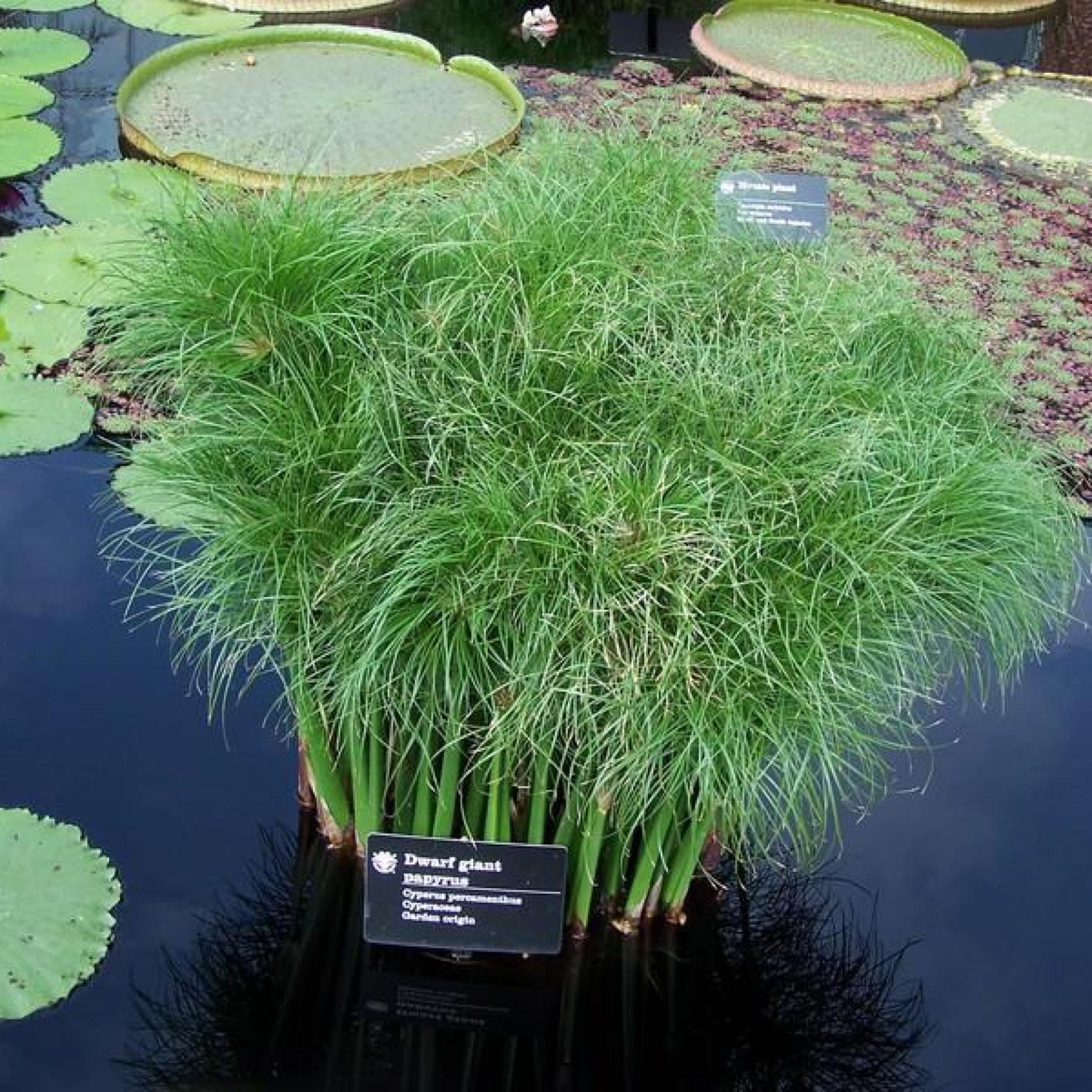Dwarf Giant Papyrus, a Great Live Pond Plant for Your Water Garden ...