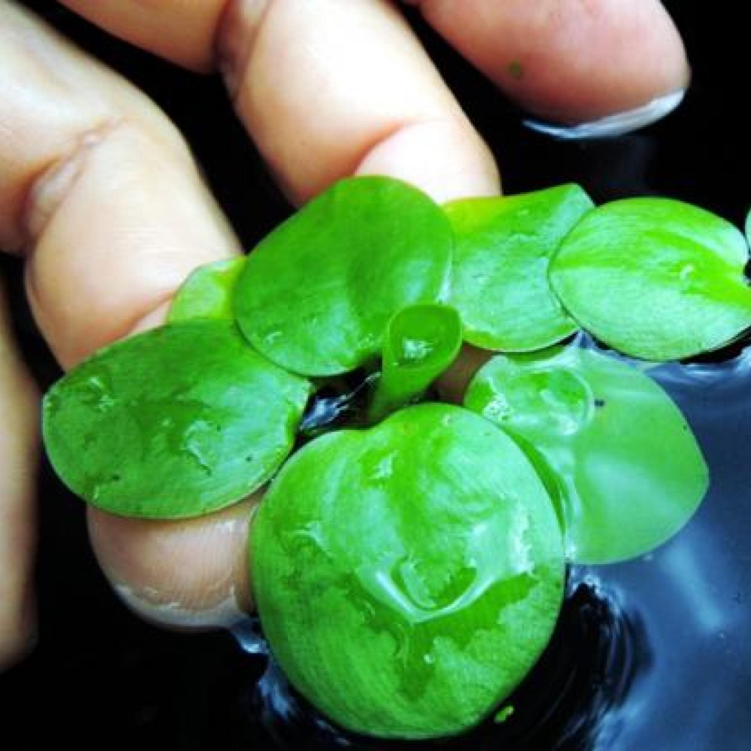 Frogbit Floating Pond Plants Live Aquatic Plant Great for Koi Ponds and ...