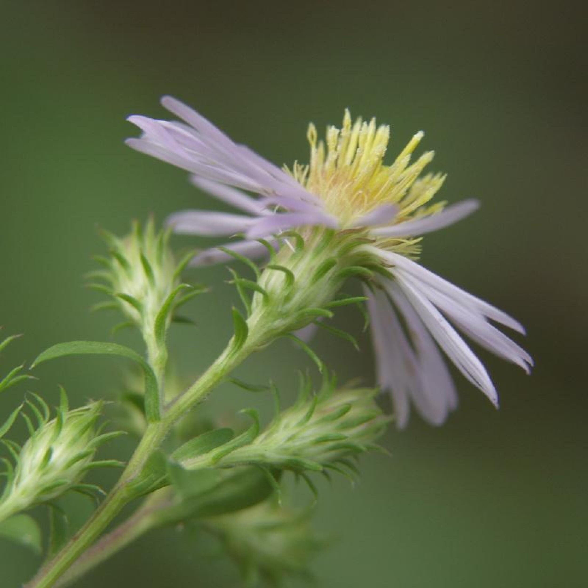 Water Aster a Great Live Pond Plant for Your Water Garden. - Etsy
