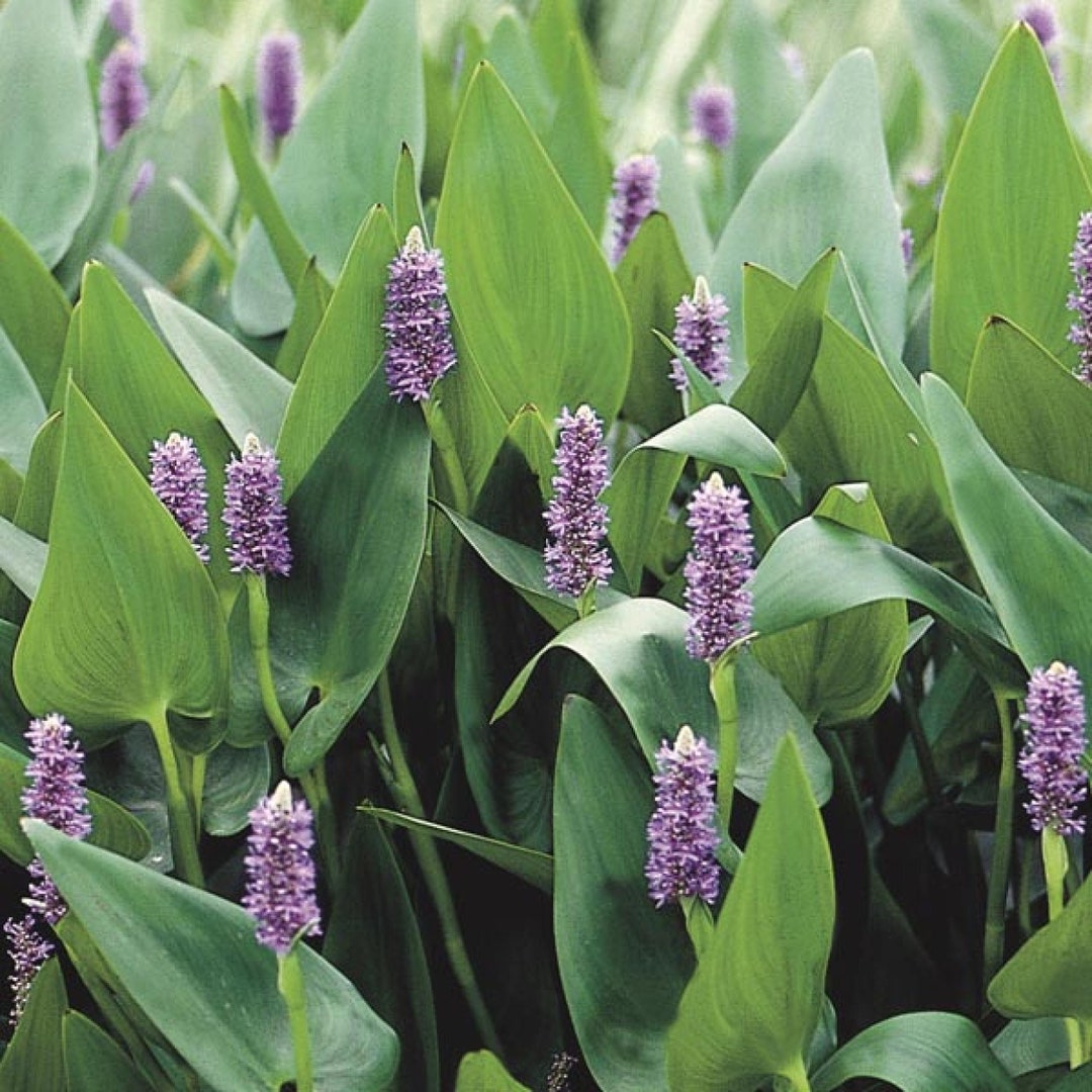 Pink Pickerel Rush, a Great Live Pond Plant for Your Water Garden ...