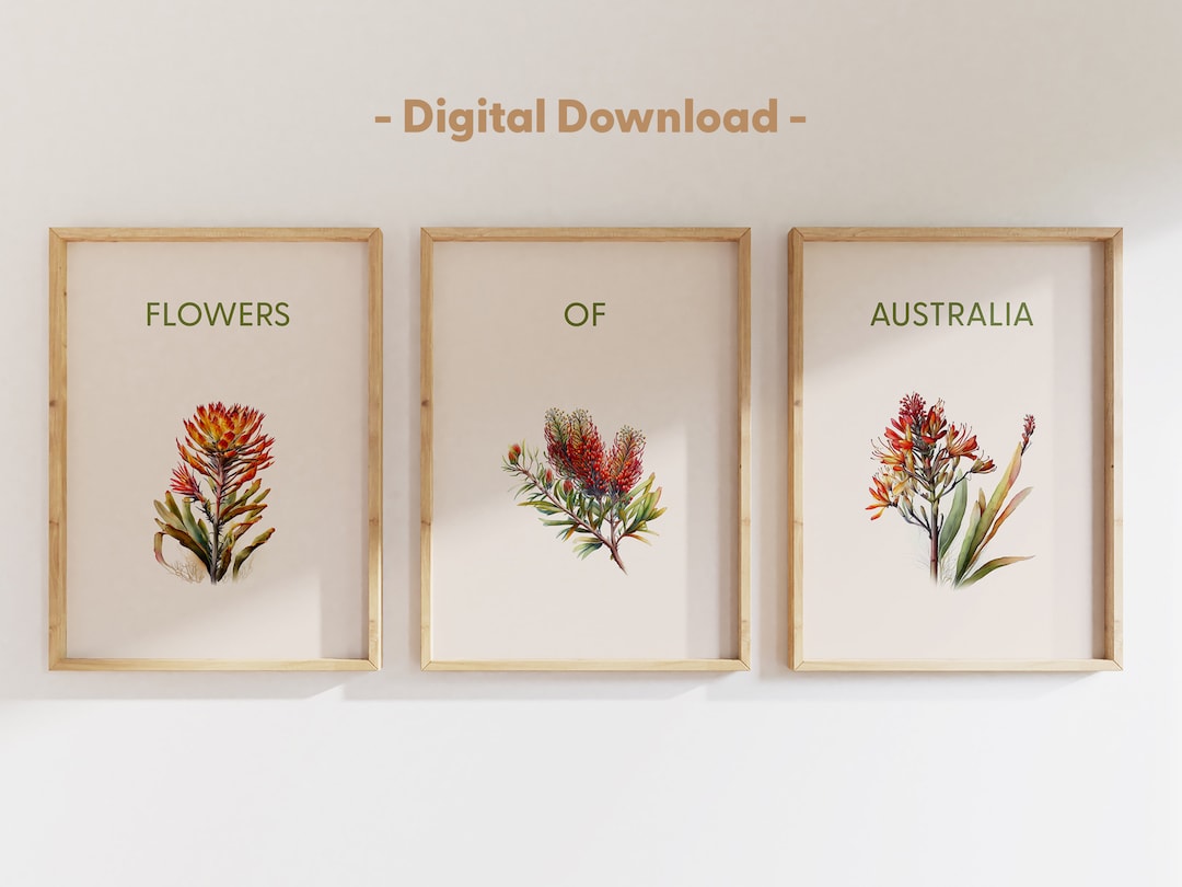 Australian Native Flower Wall Art Set of 3 Art Desert Flame Print ...