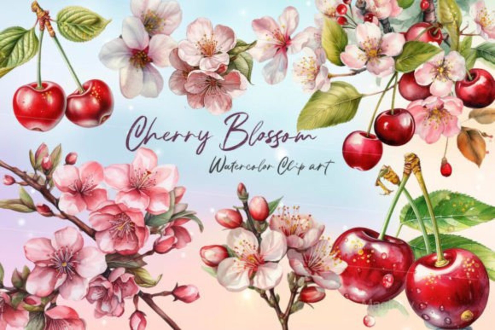 Cherry Blossom Watercolor Clipart - Etsy