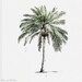 Palm Tree (simple Square Illustration) *** Package of 10 *** - Etsy