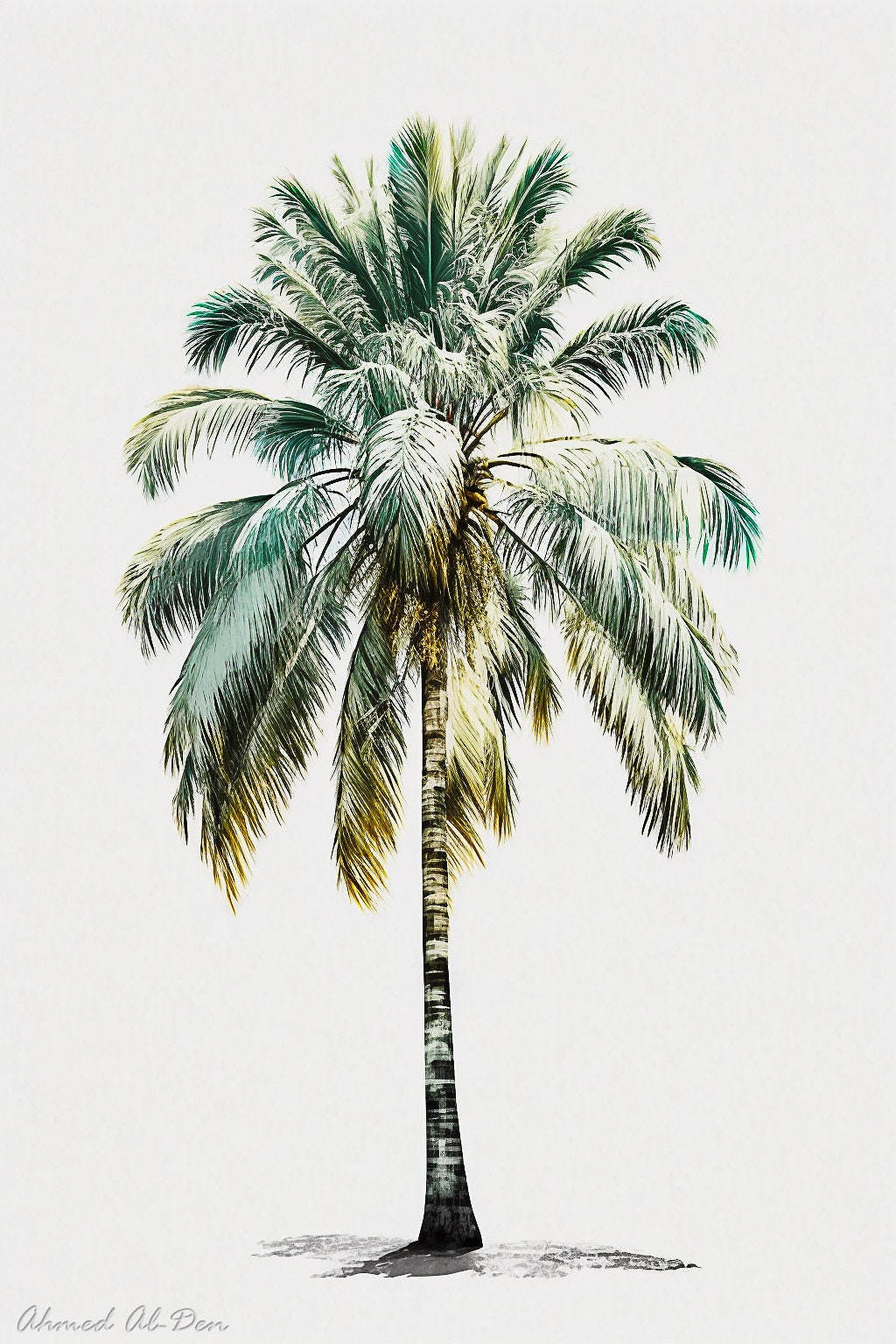 Palm Tree simple Illustration Package of 7 - Etsy