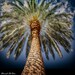 Palm Tree - Etsy