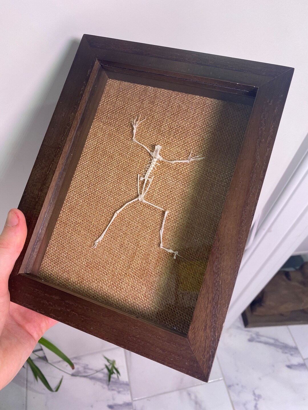 Framed Whites Tree Frog Skeleton - Etsy