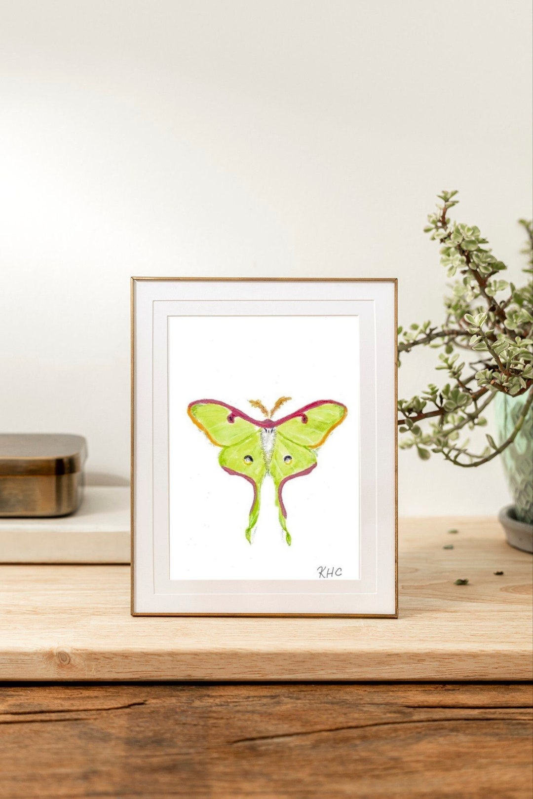 Luna Moth Art Print - Etsy
