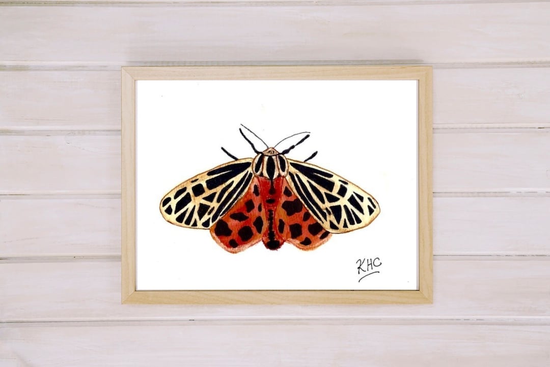 Tiger Moth Art Print - Etsy