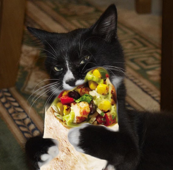 Burrito Cat