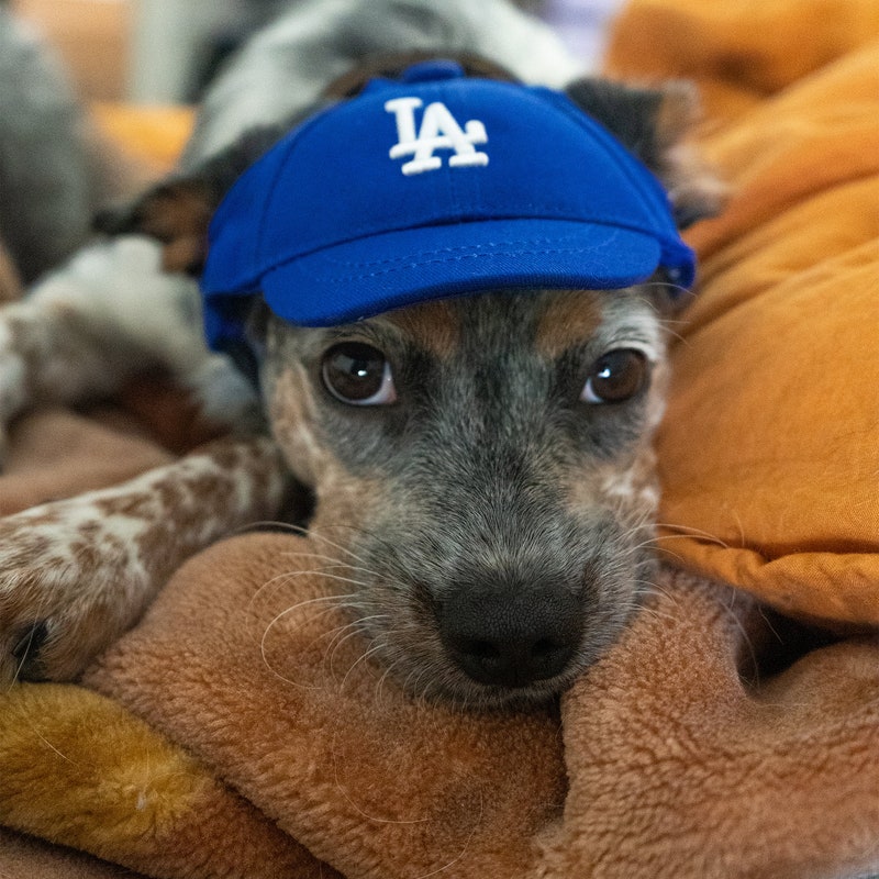 Hats for Dogs - Etsy