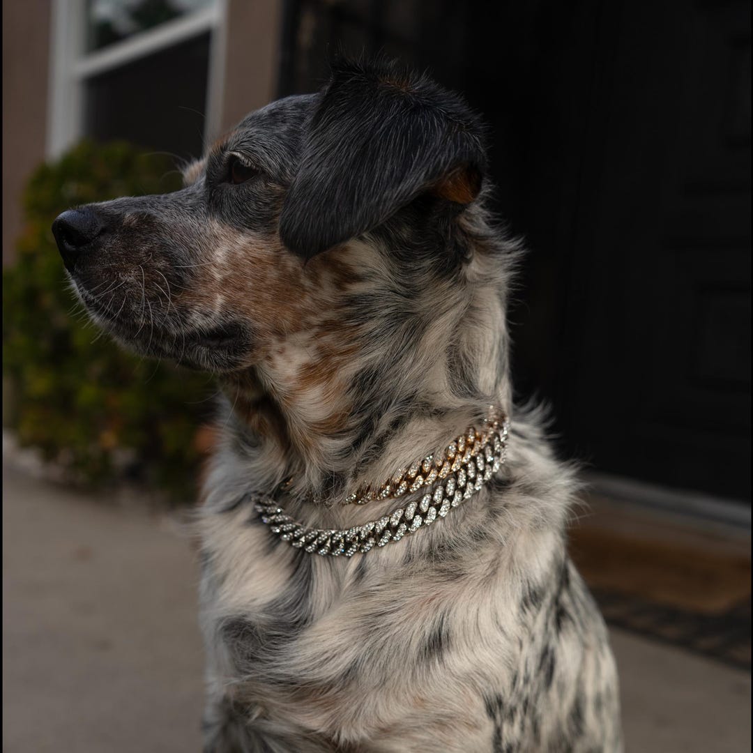 Cuban Link Chain for Dogs, Diamond Necklace Pet Chain - Gold / Silver ...