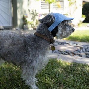 Dodgers Dog Baseball Hat: MLB LA Pet Cap With Magnetic Clip - Etsy