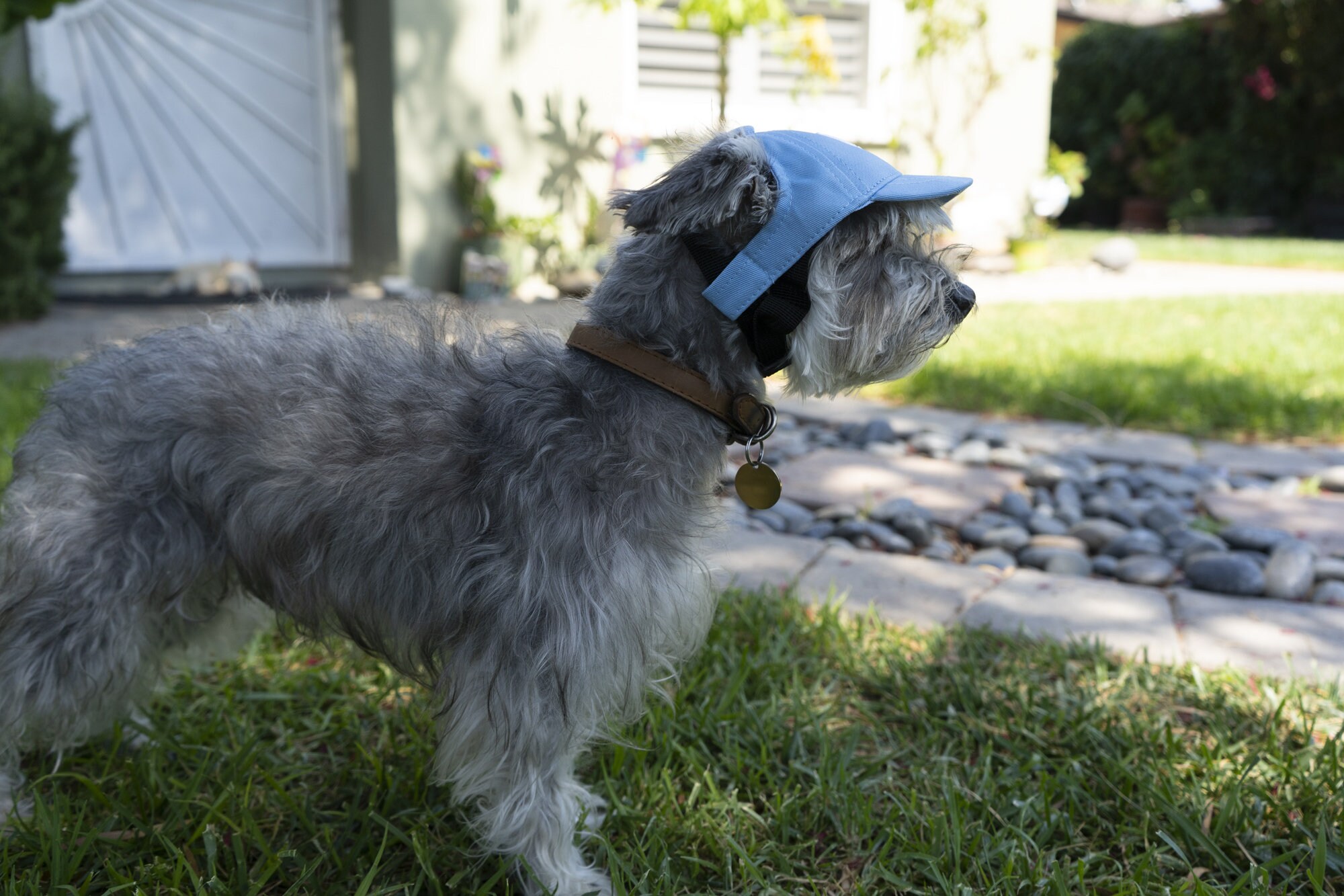 Dodgers Dog Baseball Hat: MLB LA Pet Cap With Magnetic Clip - Etsy