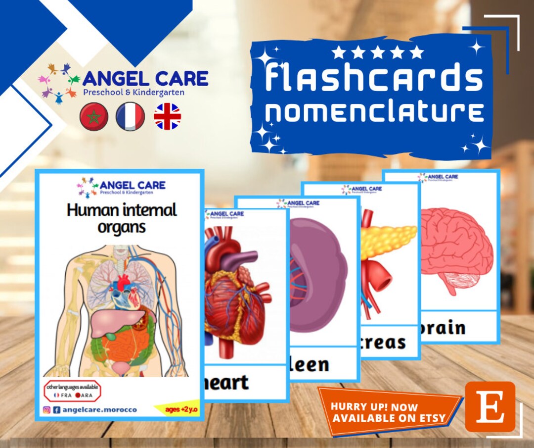 Montessori Nomenclature Flashcards INTERNAL ORGANS Collection - Etsy