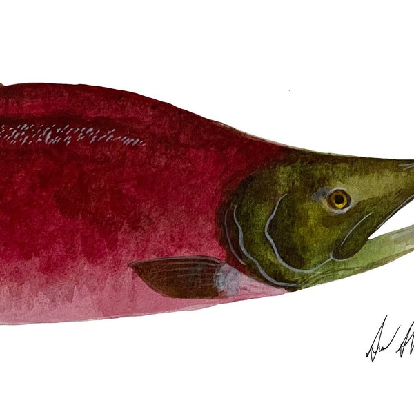 Sockeye Salmon - Etsy