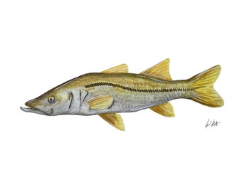 Snook Art Sketch Print a Great Snook Fisherman Gift - Etsy